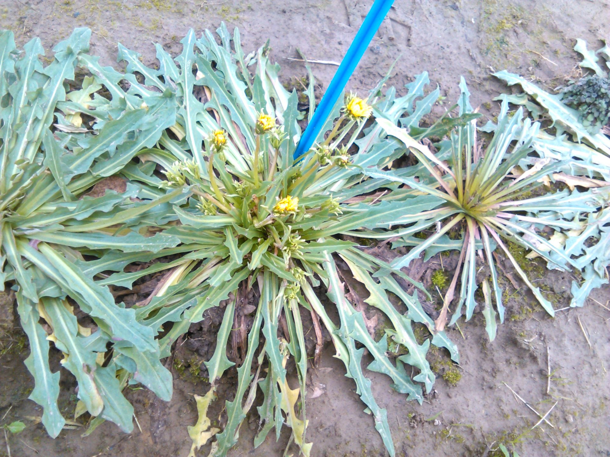 Mitas testing agriculture tires made of dandelion rubber | OEM Off-Highway