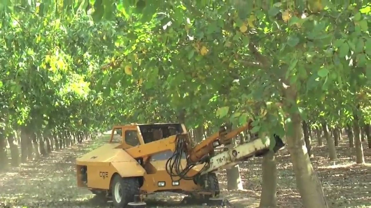COE M7 Mono Boom Shaker shaking walnut trees | OEM Off-Highway